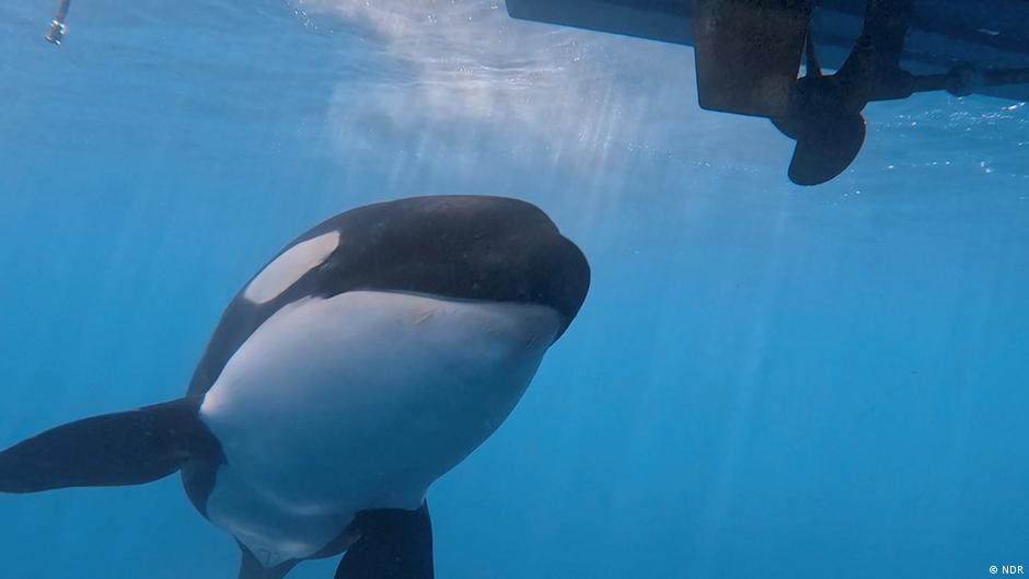 Orca uprising — why are killer whales attacking boats?