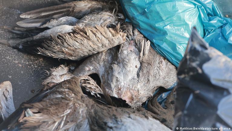 Vogelgrippe in Deutschland: Ausbreitung in Europa befürchtet – DW – 22. ...