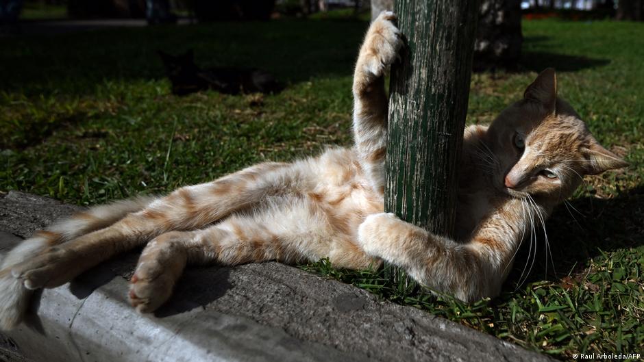 Ein Paradies für Katzen: der Kennedy "Cat Park" in Lima
