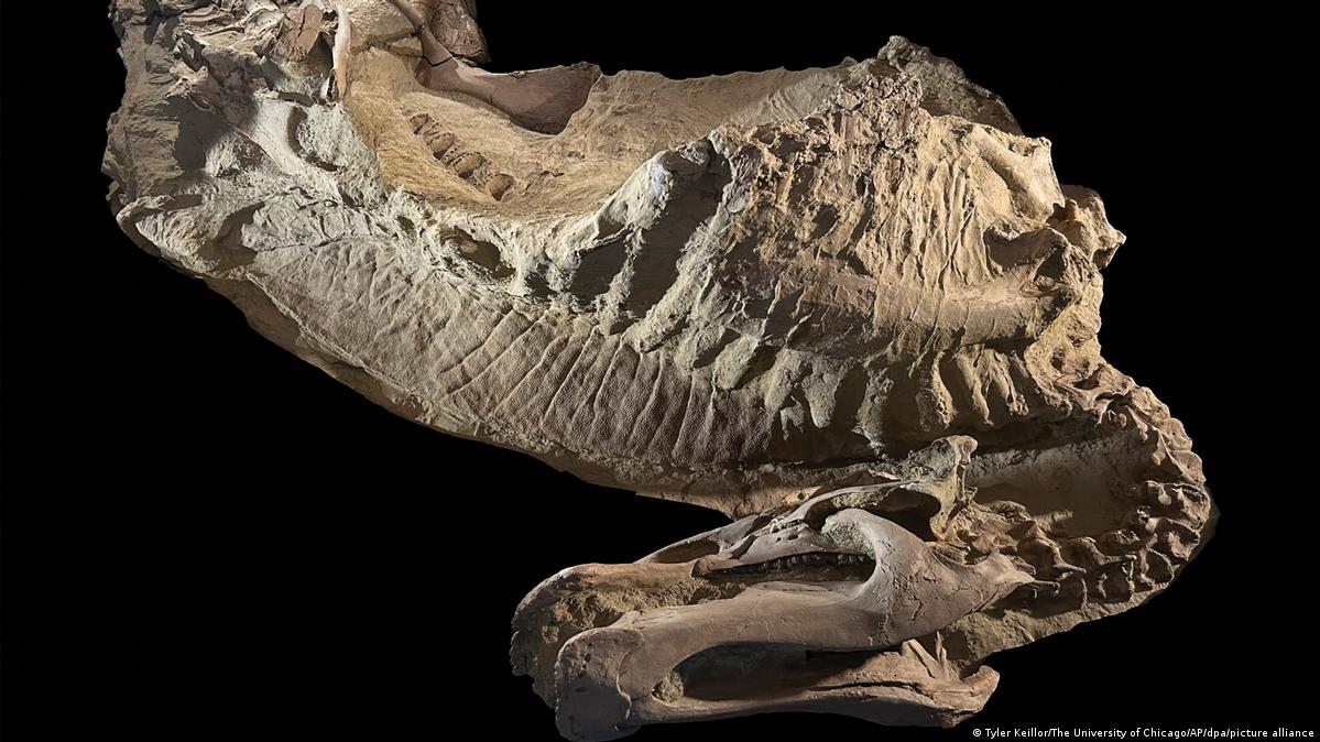 Dinosaurios "momia" revelan algo inesperado de su apariencia – DW – 24/10/2025
