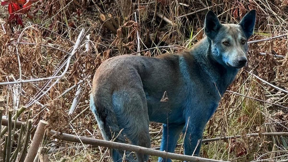 Aparecen tres perros de color azul brillante en Chernóbil – DW – 29/10/2025
