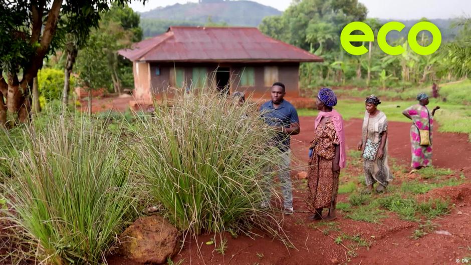 Vetiver grass takes root in Uganda