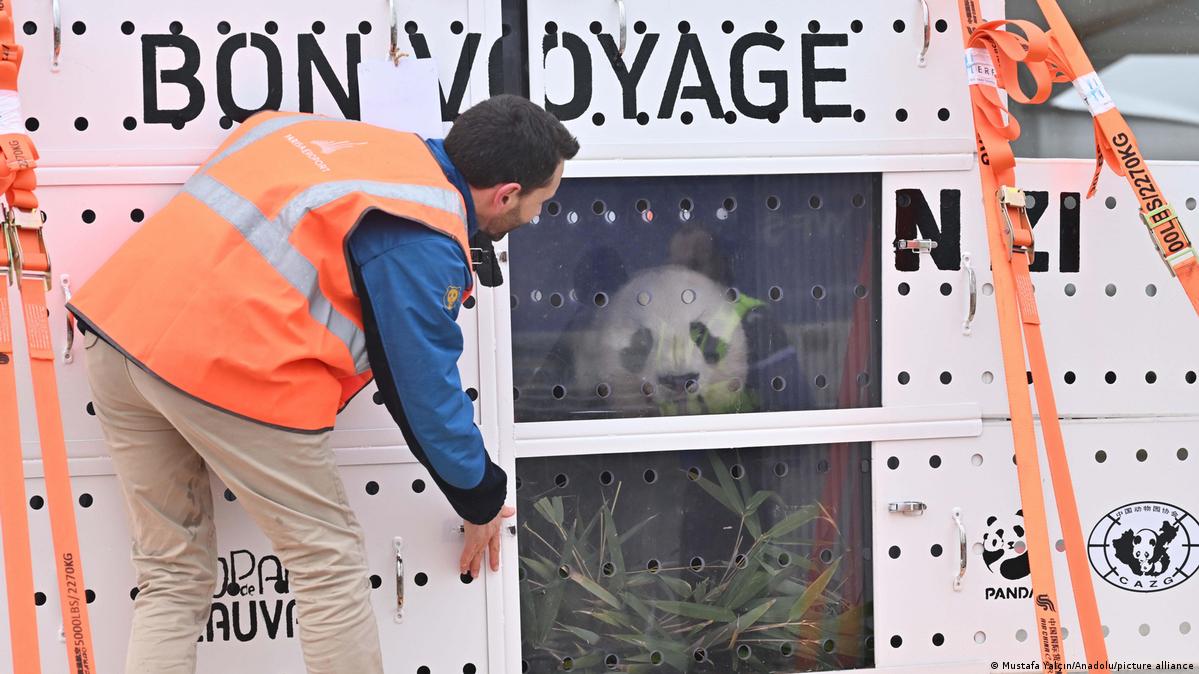 France's first giant Pandas head back to China