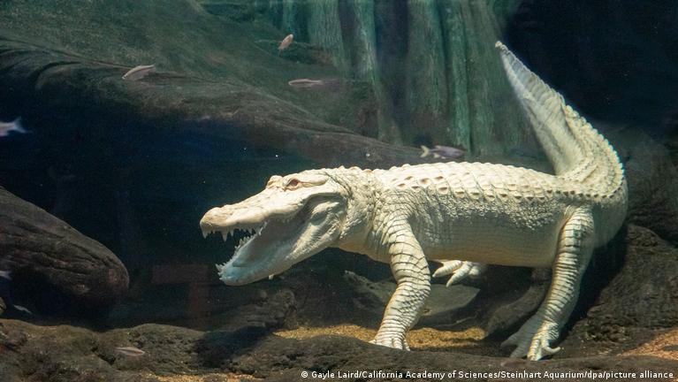 California's beloved albino alligator Claude dies at 30
