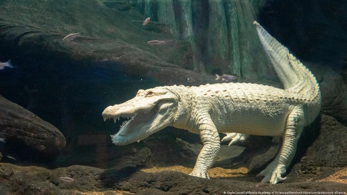 California's beloved albino alligator Claude dies at 30