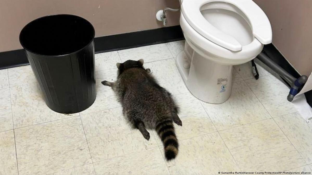 Rowdy raccoon raids Virginia liquor store, passes out drunk – DW – 12 ...