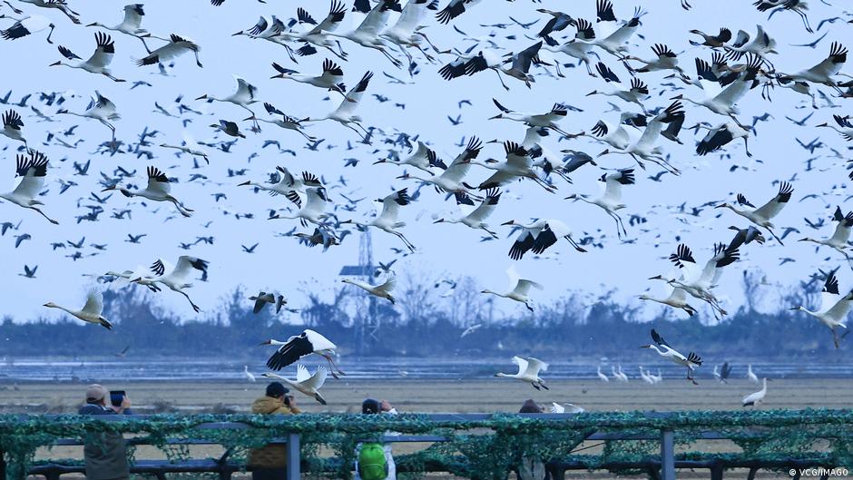 Hidden compasses: How animals navigate the globe