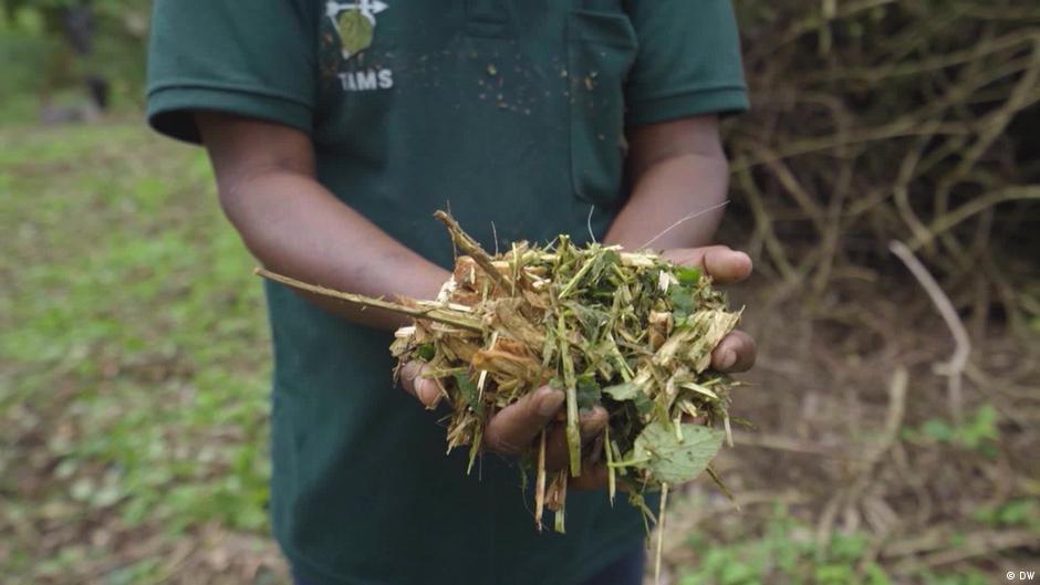 Indien: Aus invasiven Arten Energie erzeugen