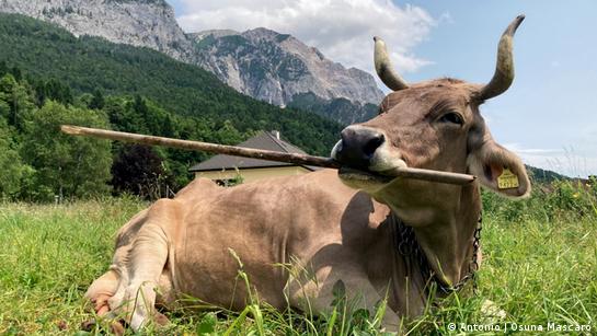 Meet Veronika, the clever cow with tools to scratch herself
