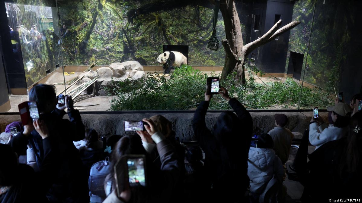 Wie China den Wahlkampf in Japan mit Pandas beeinflusst