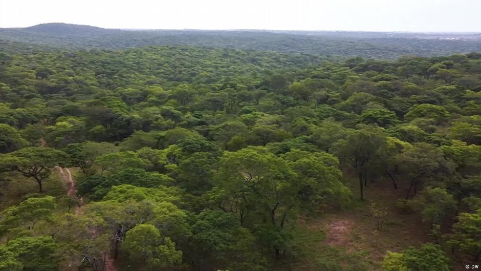Nature lovers fight for survival of Lusaka's main forest