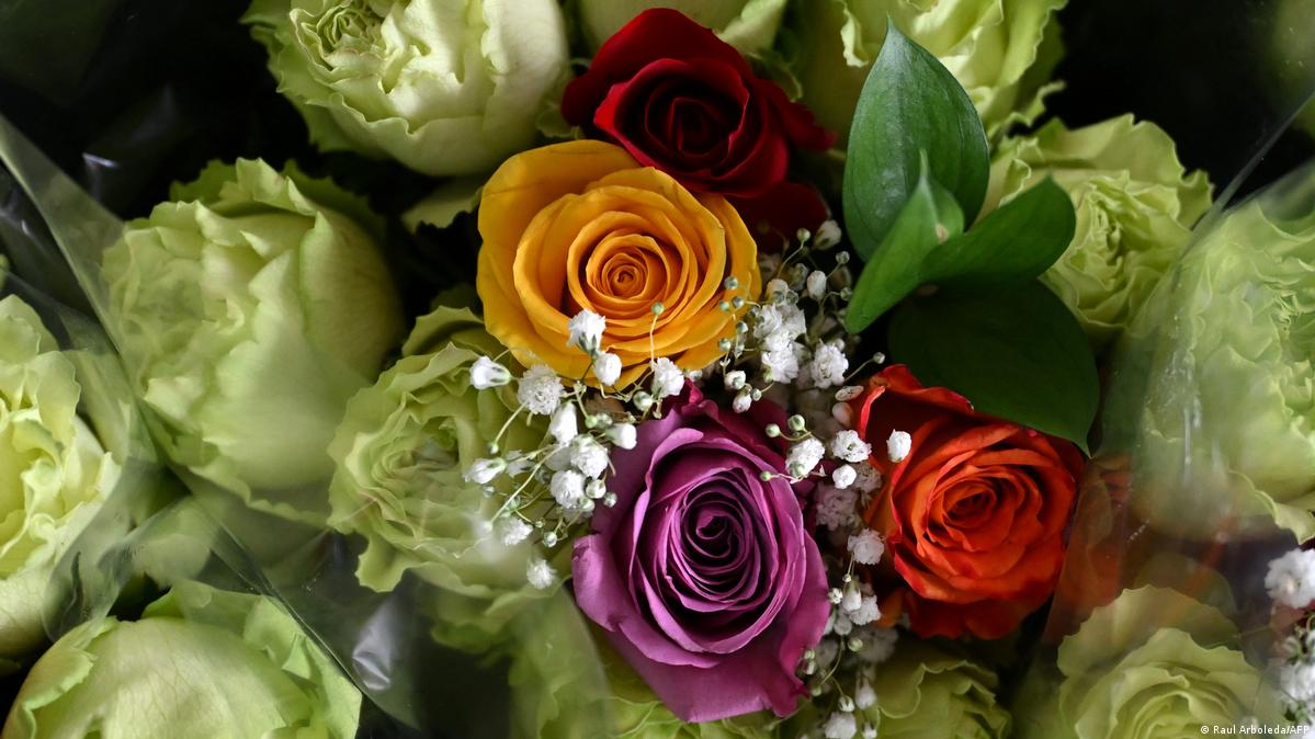 Colombia exports roses worldwide for Valentine's Day