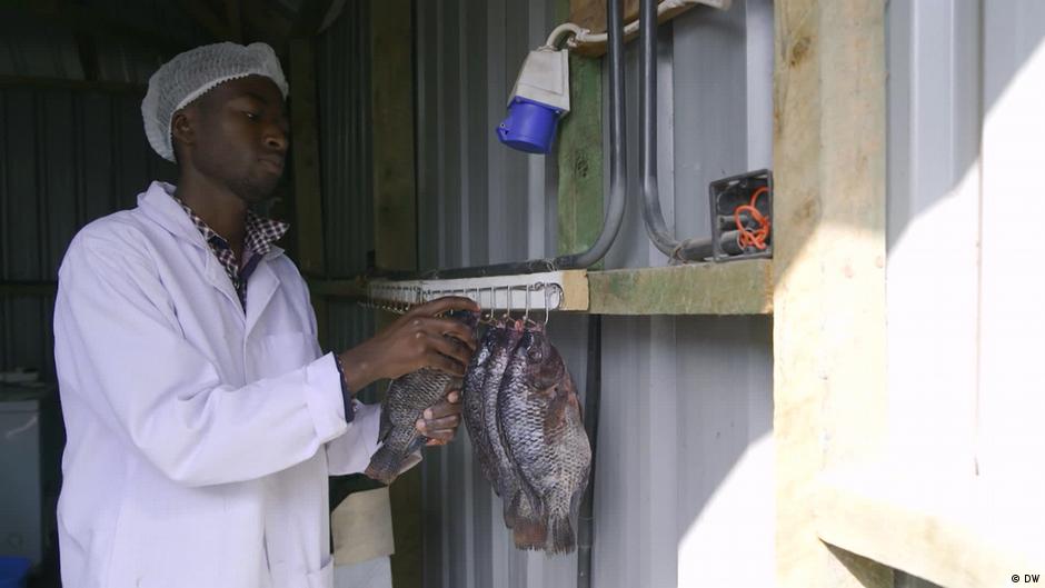 Solar‑powered vertical fish farms thrive in Kenya