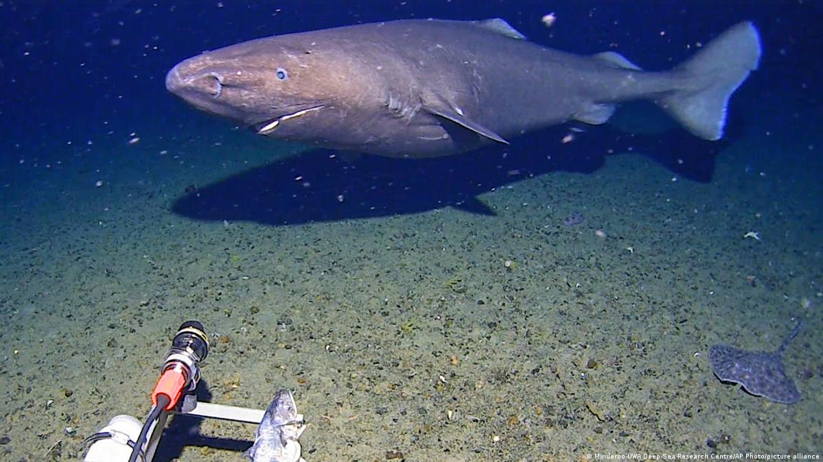 Un tiburón aparece donde se creía que no existía