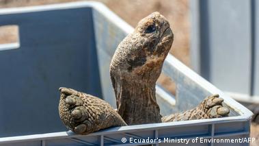 Giant tortoises reintroduced to a Galapagos island