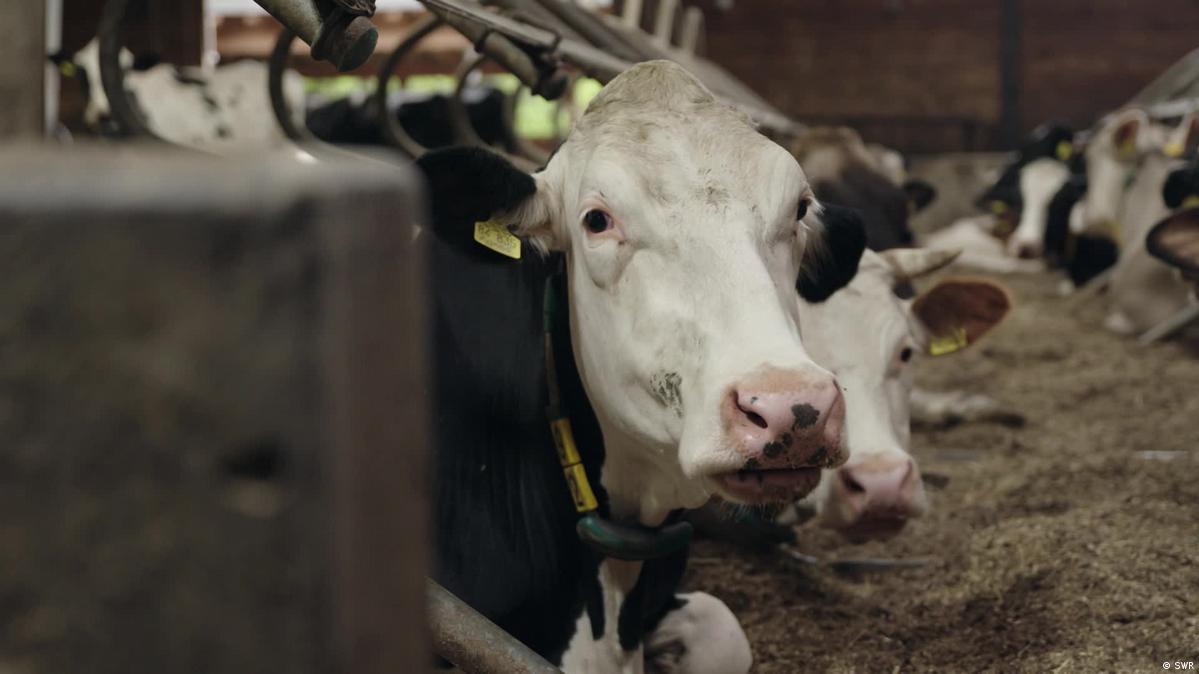 From Surplus Calf to Alpine Savior
