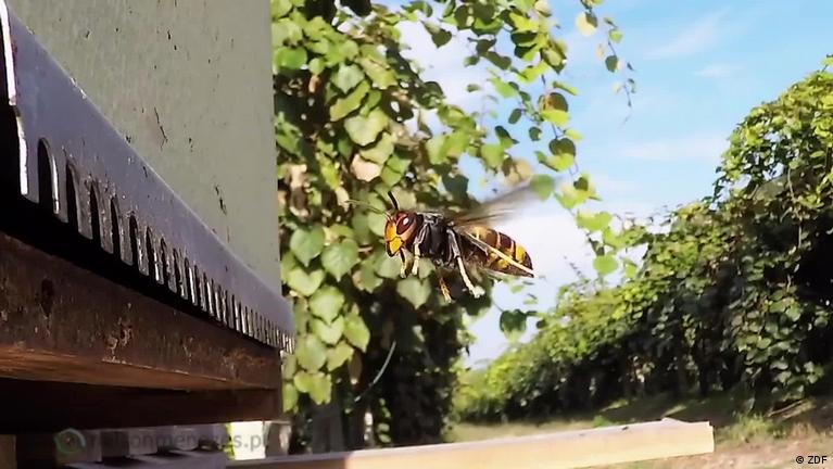 Animal Invaders - The Battle Against Unwanted Species