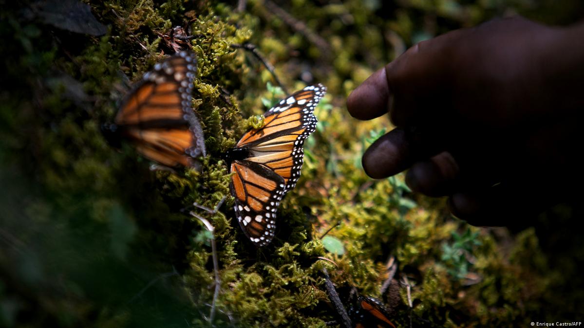 Endangered monarch butterflies recover despite threats
