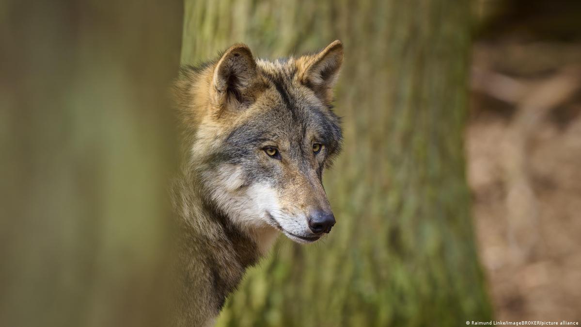 Germany: Wolf bites woman in Hamburg