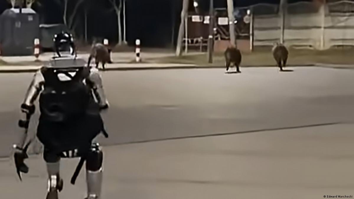 Robot humanoide persigue jabalíes en Polonia y se hace viral
