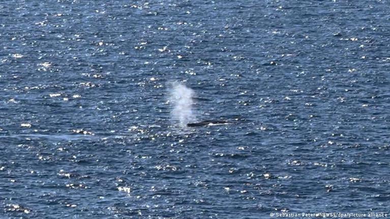 Humpback whale 'Timmy' released in North Sea