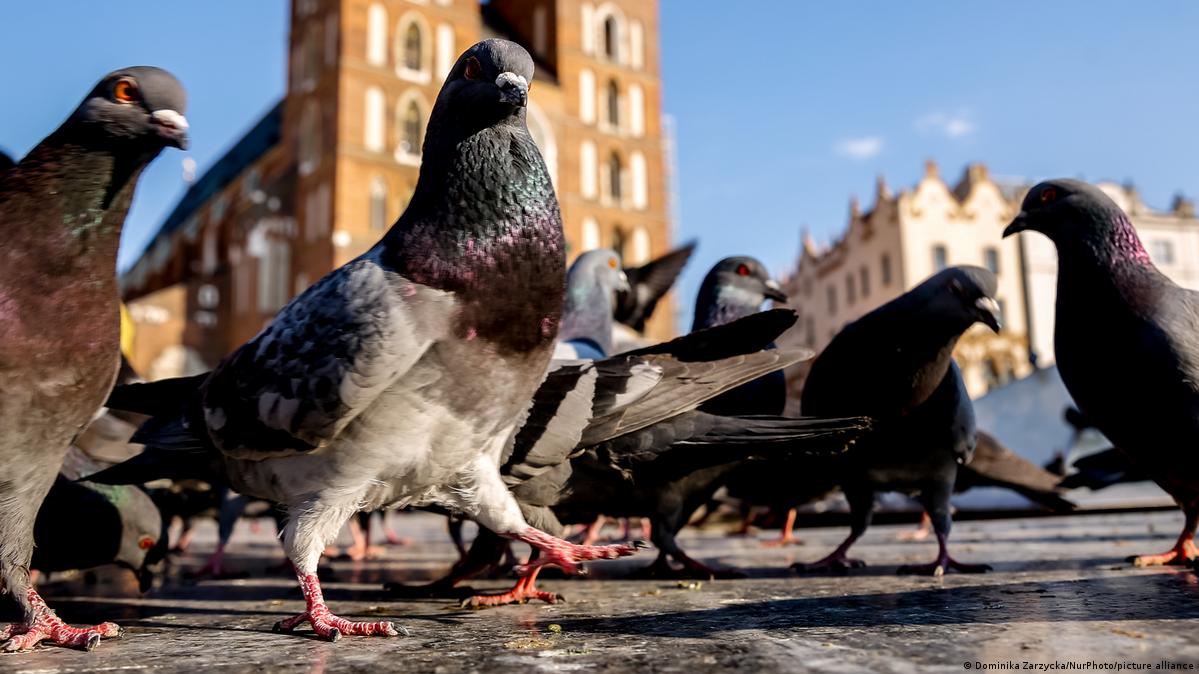 Aves urbanas temem mais mulheres que homens, sugere estudo