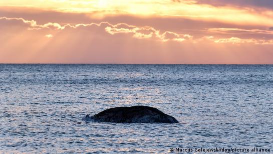 Dead humpback whale off Denmark is 'Timmy'