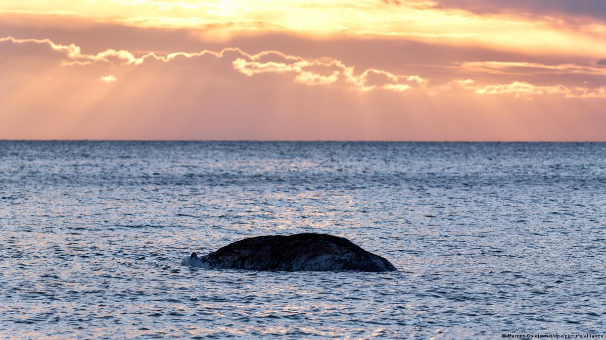 Hallan muerta en Dinamarca a la ballena salvada en Alemania