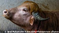 Buffalo with 'Trump' coiffure spared slaughter, moved to zoo