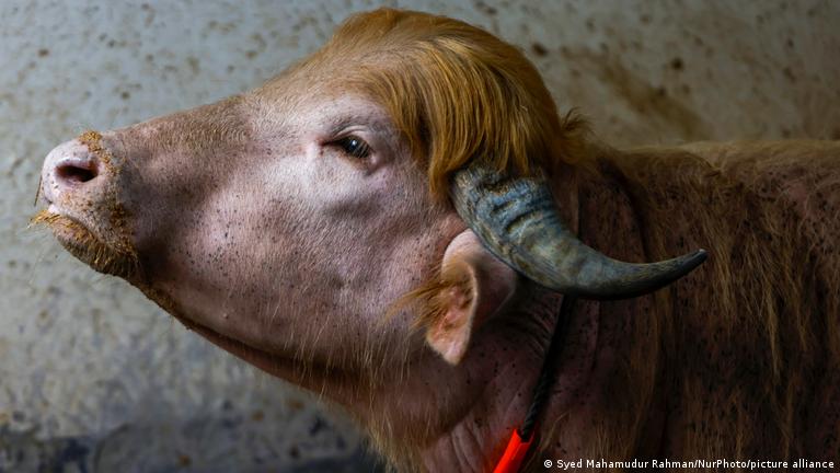 Buffalo with 'Trump' coiffure spared slaughter, moved to zoo
