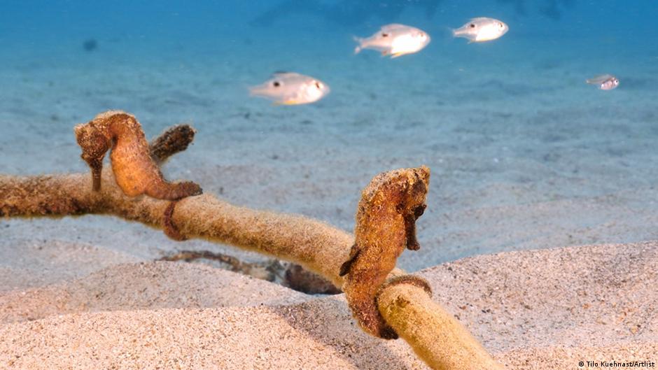 Seahorse safaris boost Mozambique coastal comeback