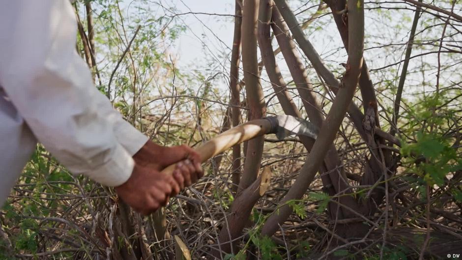 From solution to problem: India now burns its ‘Mad Trees’