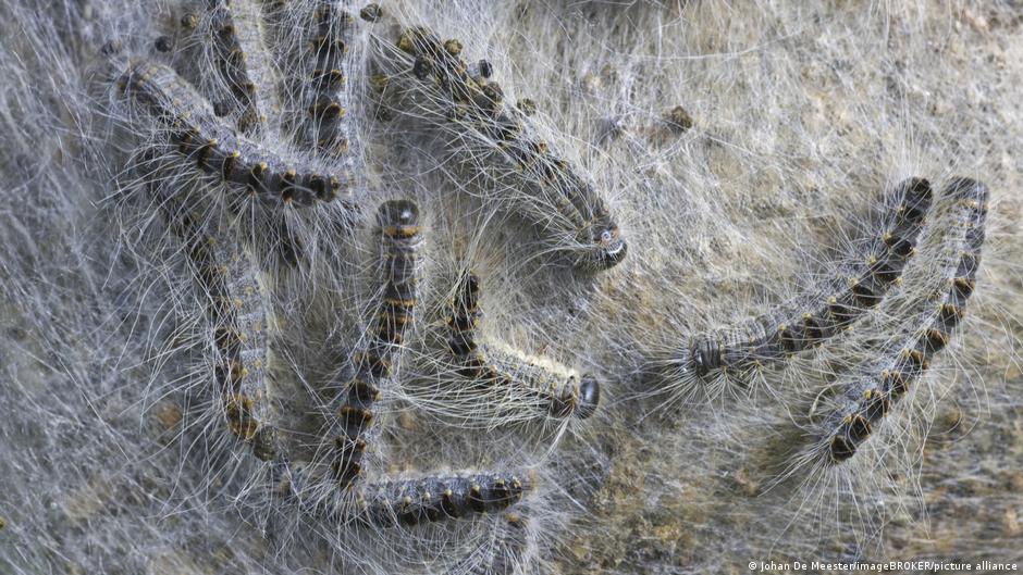 The toxic caterpillar taking over Berlin