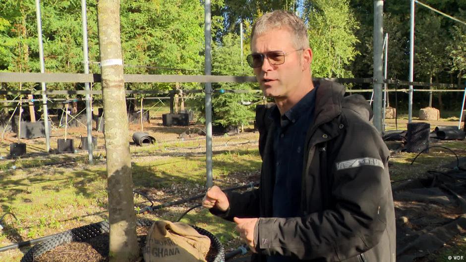 Dutch nursery growing shade trees for warming cities