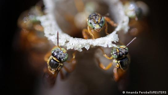 Brazil's Indigenous guardian of the stingless bees