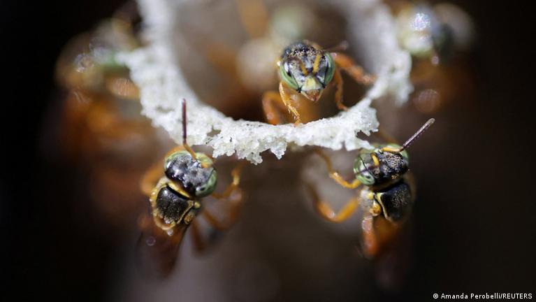 Brazil's Indigenous guardian of the stingless bees