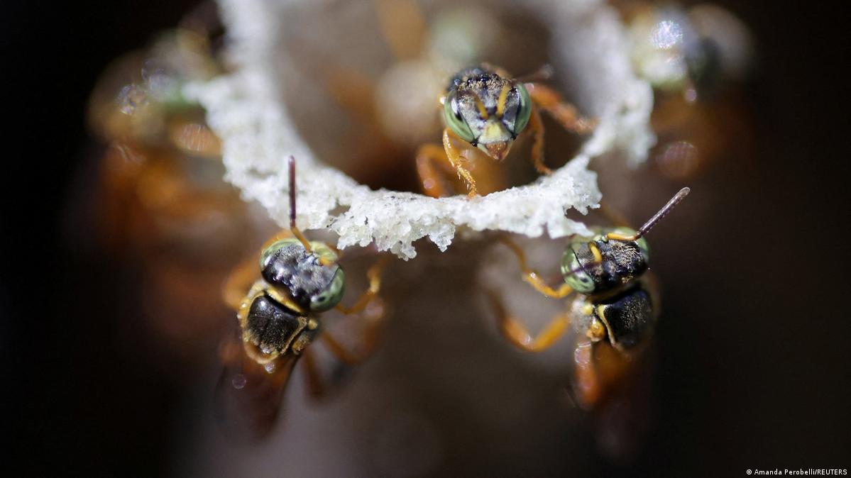 Brazil's Indigenous guardian of the stingless bees